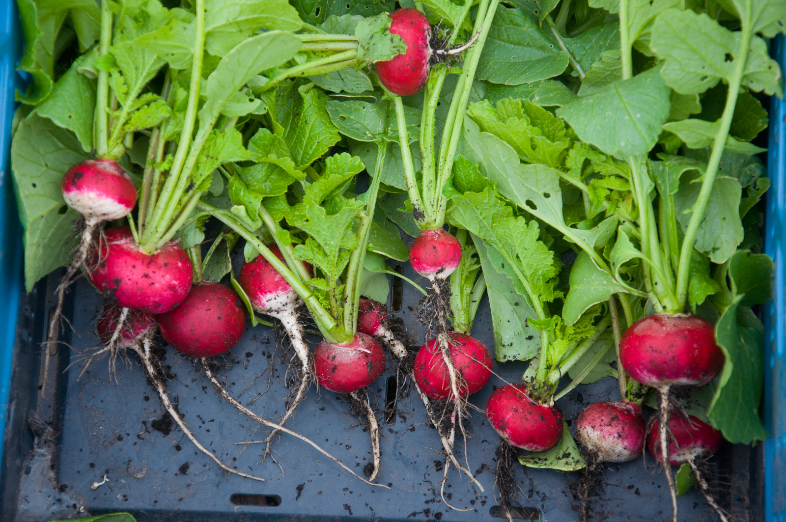 Gebakken radijs, onverwacht lekker « De Voedseltuin